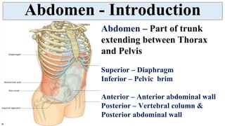 Peritoneum - serous membranous lining of abdominal cavity | PDF