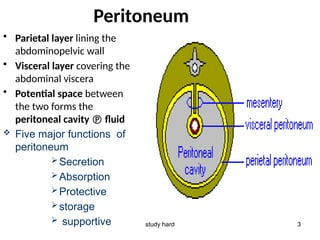 Peritoneum & Ab Digestive organs-Fikre (2).pptx