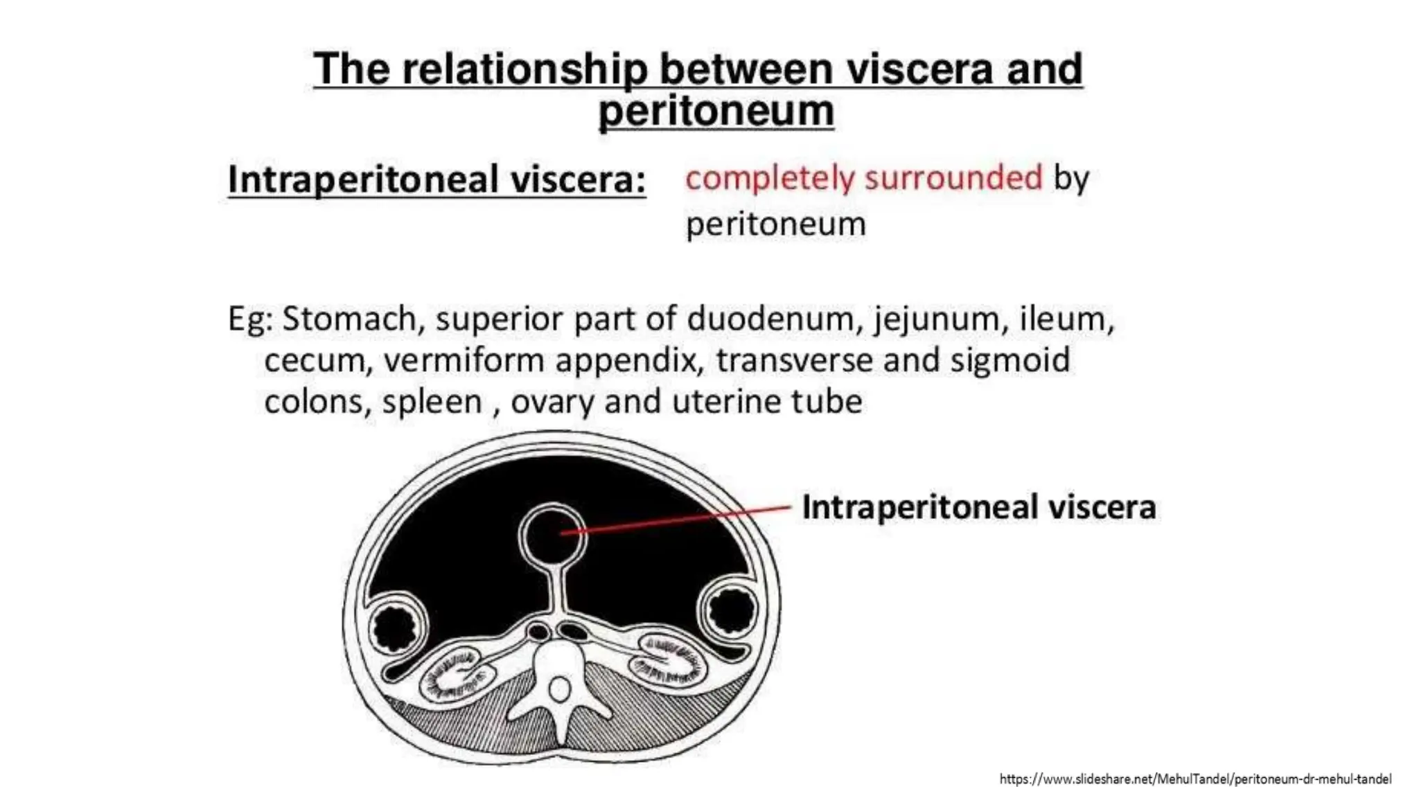 Peritoneum_structure and function_ Anatomy | PPTX