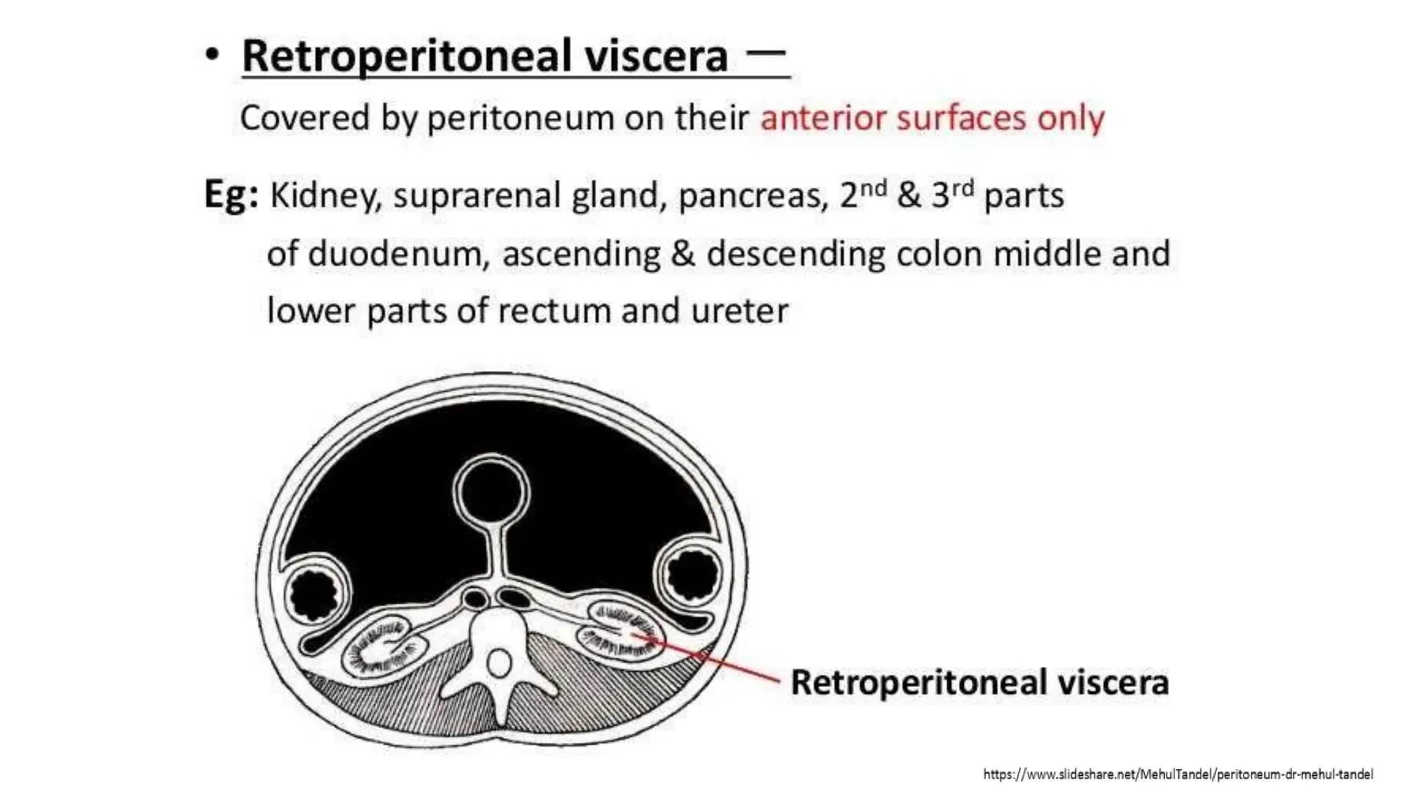 Peritoneum_structure and function_ Anatomy | PPTX