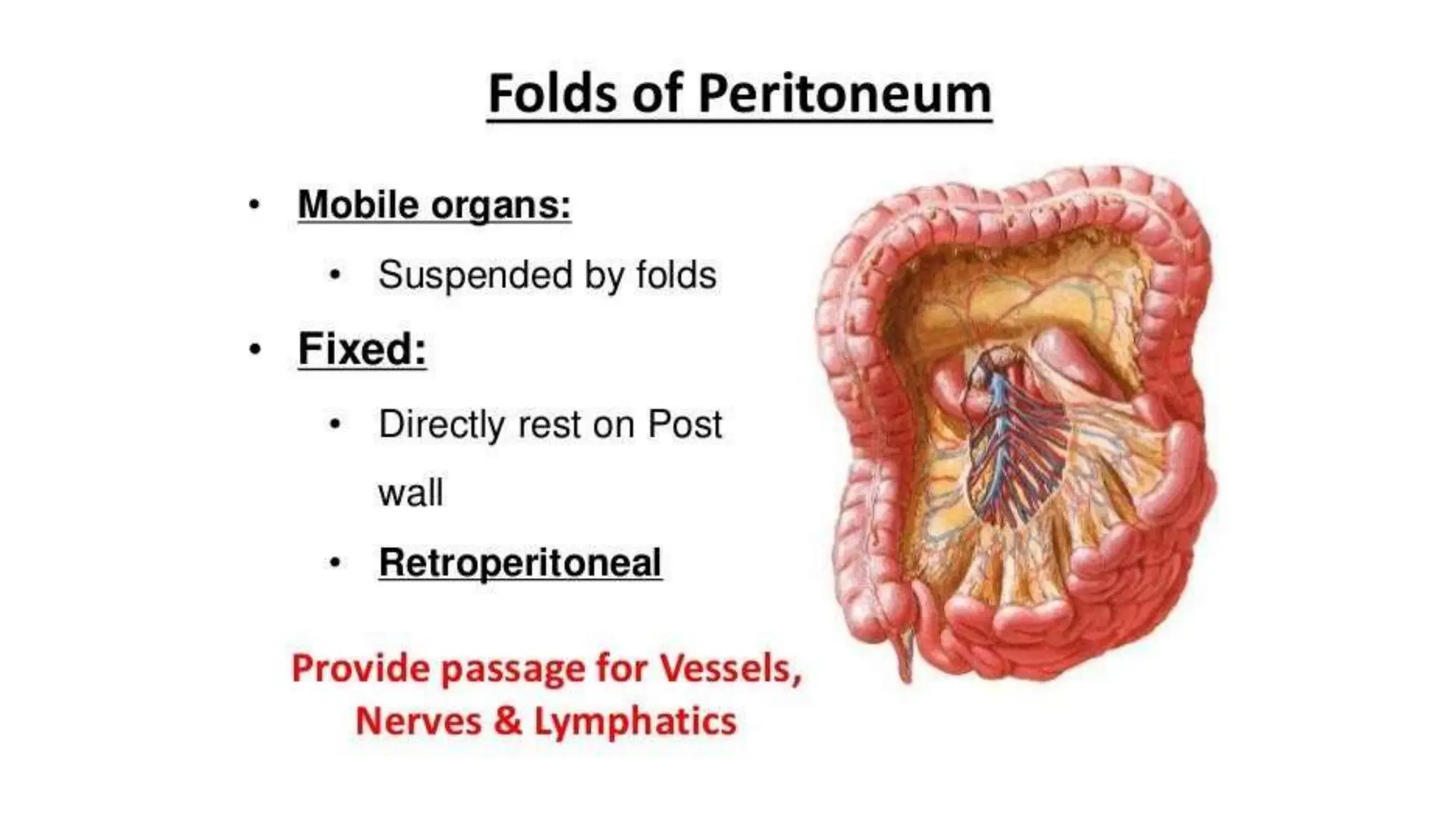 Peritoneum_structure and function_ Anatomy | PPTX