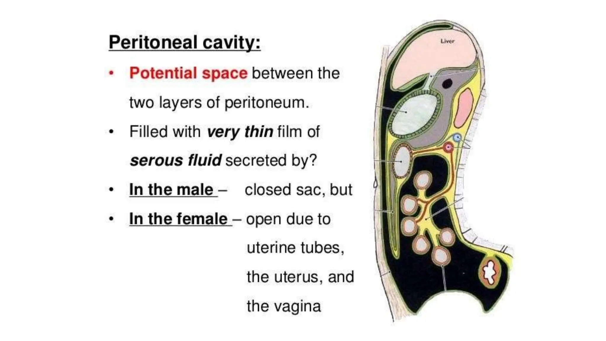 Peritoneum_structure and function_ Anatomy | PPTX
