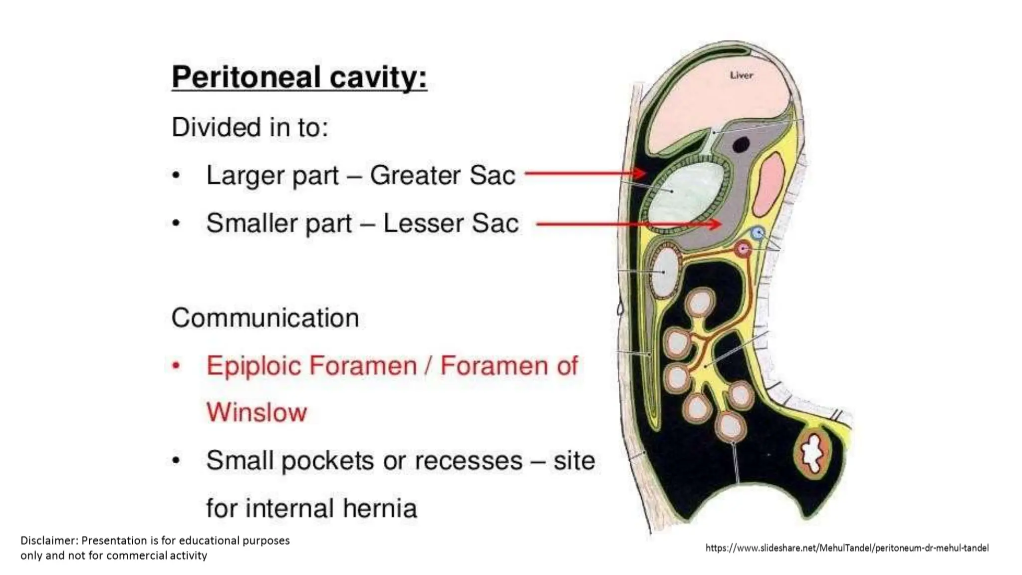 Peritoneum_structure and function_ Anatomy | PPTX