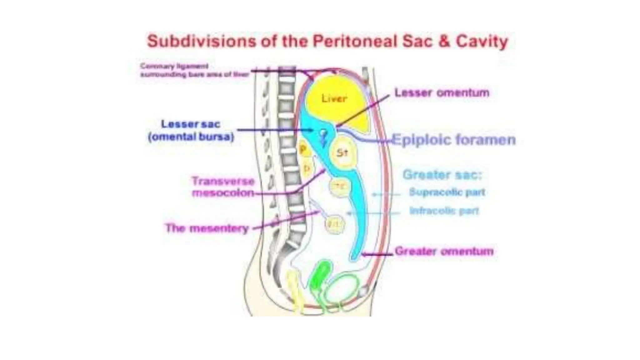 Peritoneum_structure and function_ Anatomy | PPTX