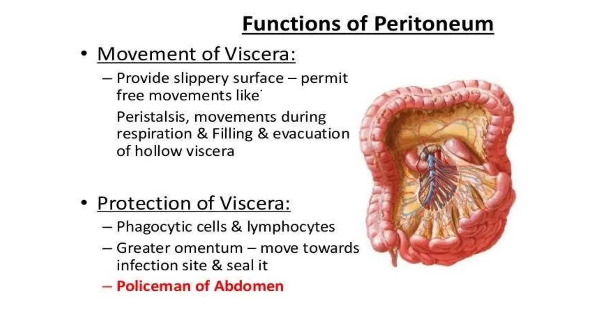 Peritoneum_structure and function_ Anatomy | PPTX