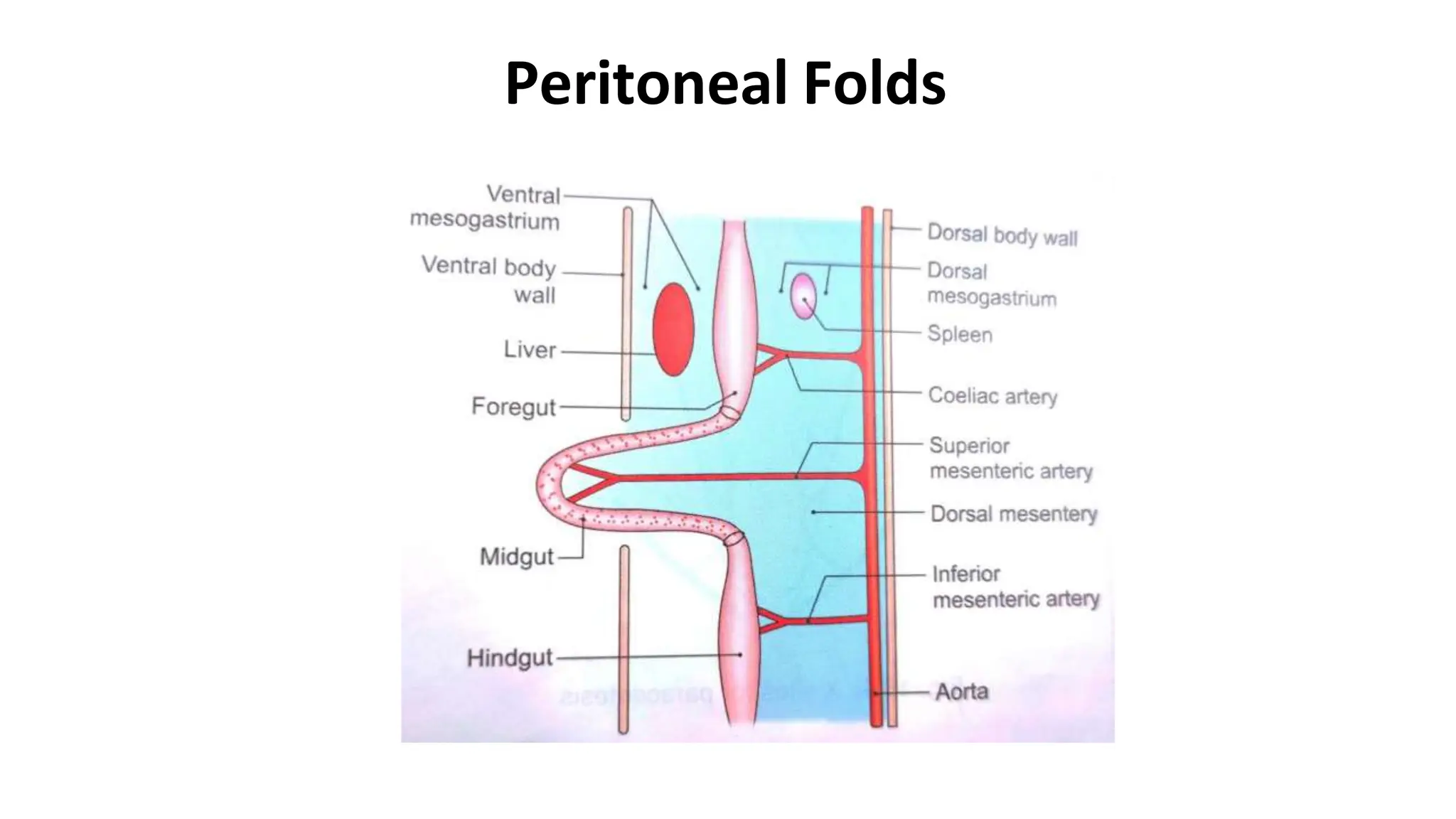 Peritoneum_structure and function_ Anatomy | PPTX