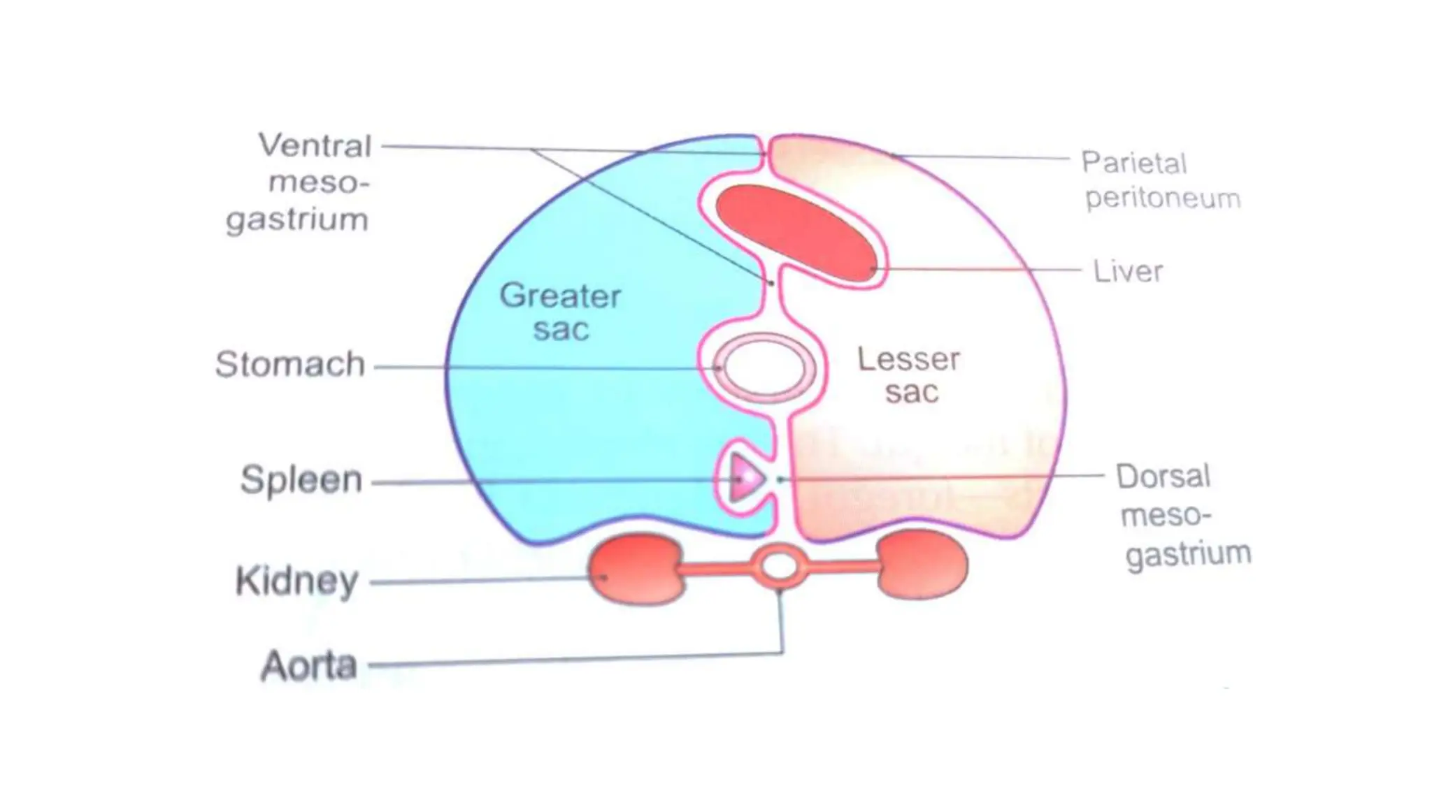 Peritoneum_structure and function_ Anatomy | PPTX