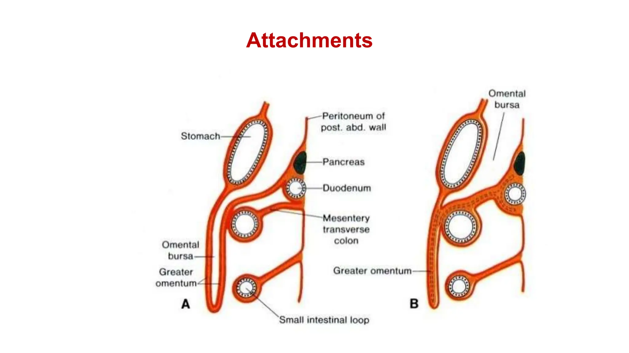 Peritoneum_structure and function_ Anatomy | PPTX