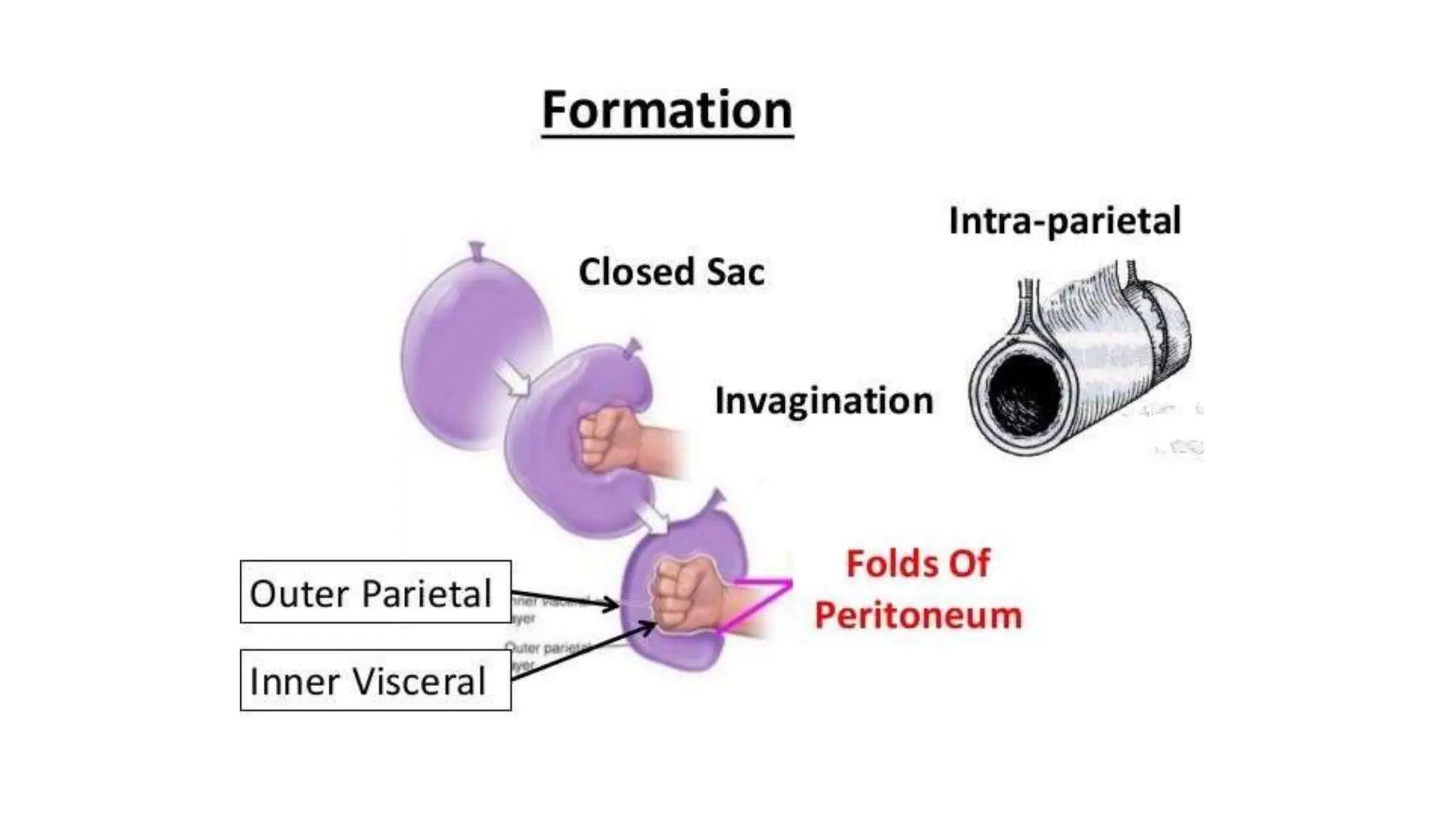 Peritoneum_structure and function_ Anatomy | PPTX
