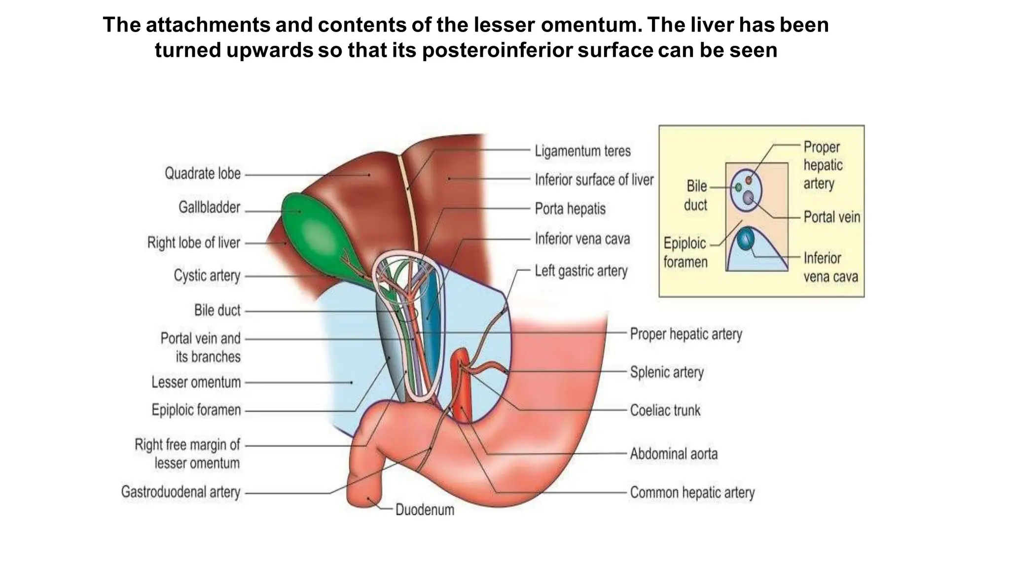 Peritoneum_structure and function_ Anatomy | PPTX