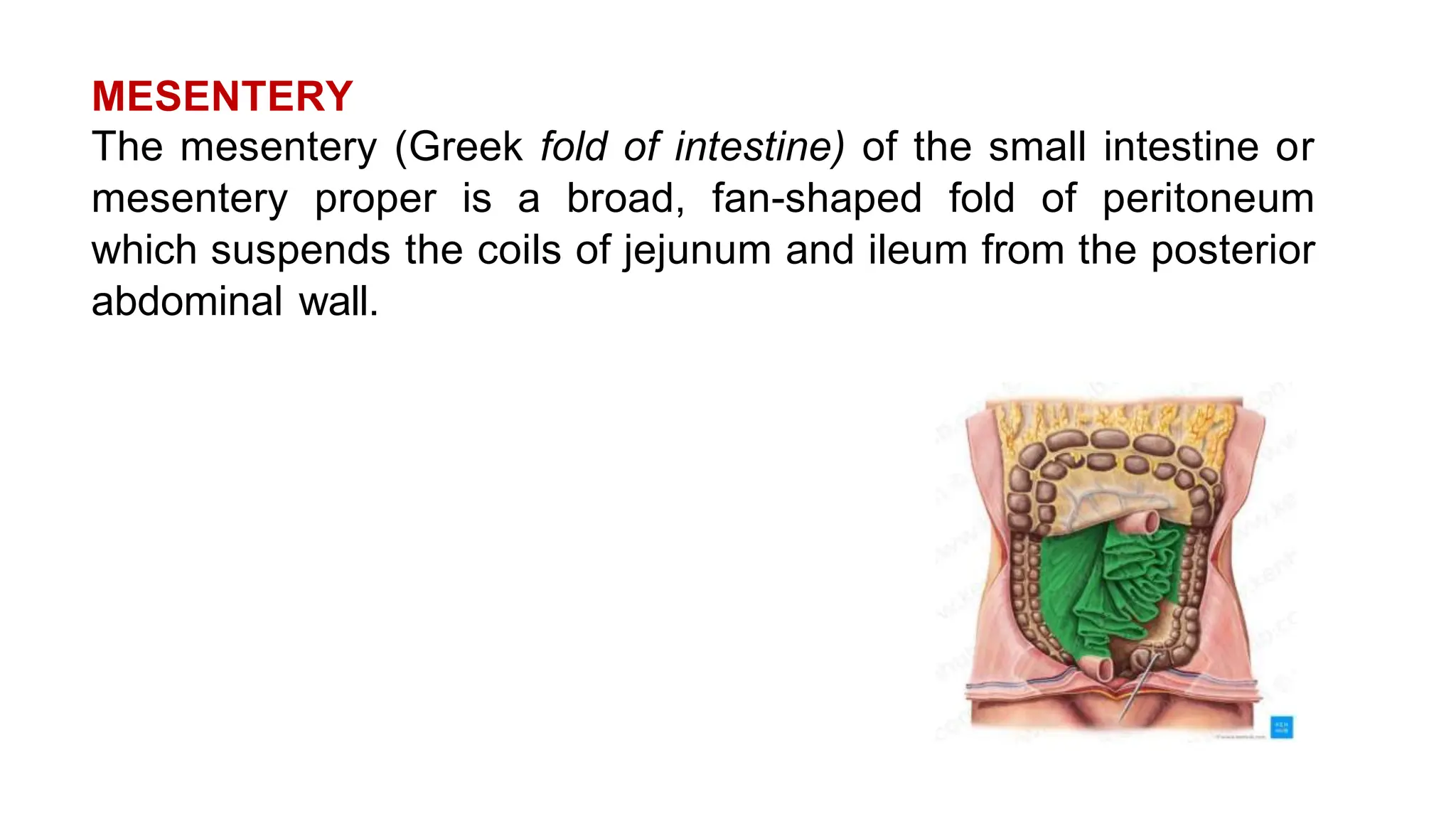 Peritoneum_structure and function_ Anatomy | PPTX