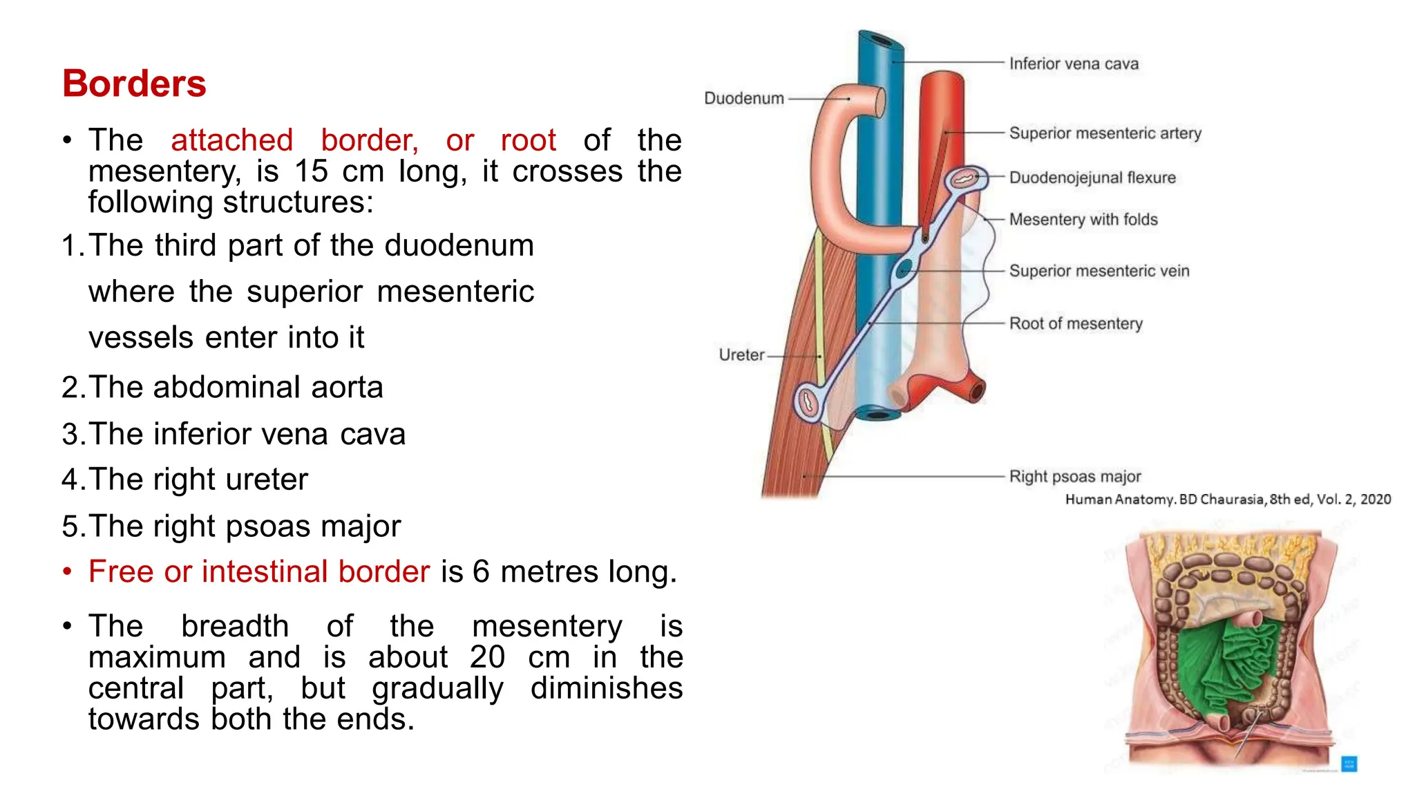 Peritoneum_structure and function_ Anatomy | PPTX