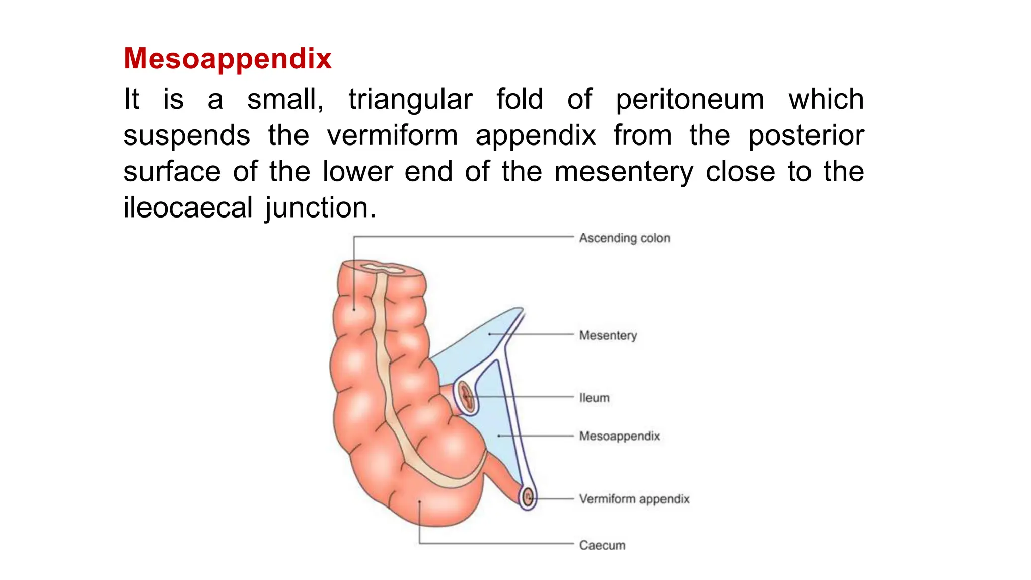 Peritoneum_structure and function_ Anatomy | PPTX