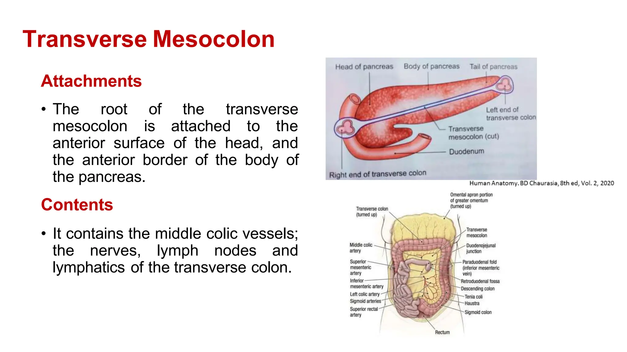 Peritoneum_structure and function_ Anatomy | PPTX
