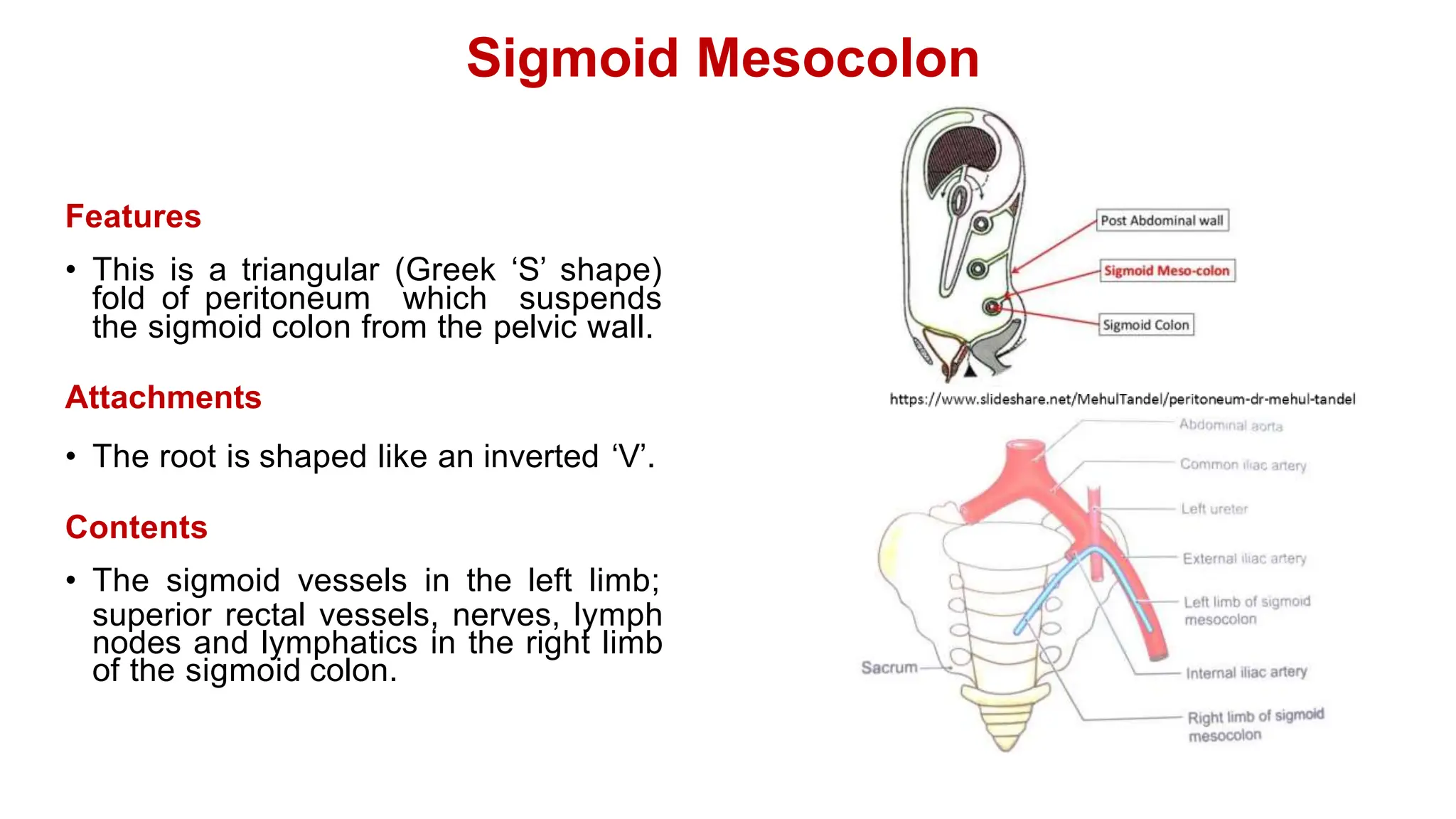 Peritoneum_structure and function_ Anatomy | PPTX
