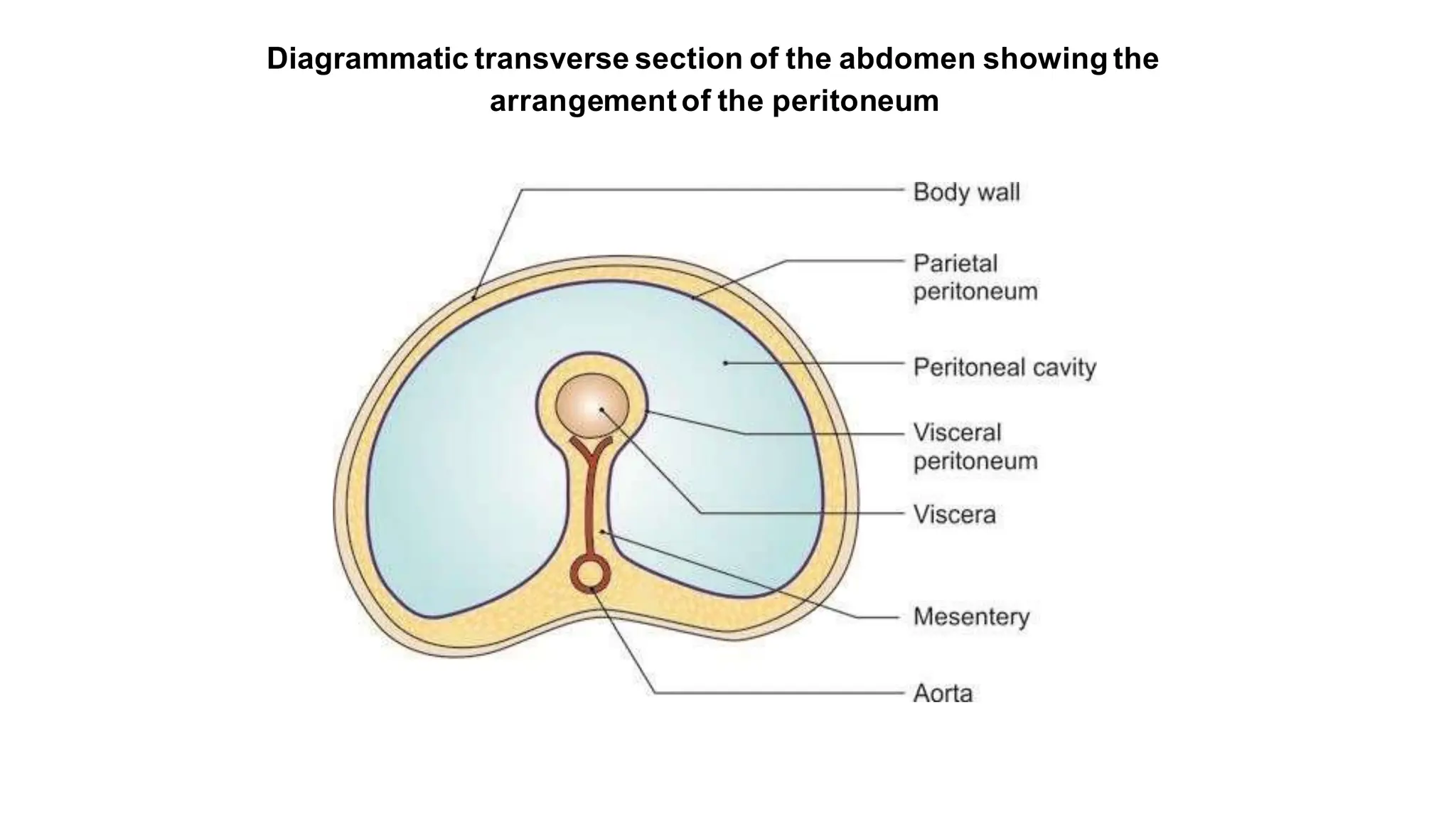 Peritoneum_structure and function_ Anatomy | PPTX
