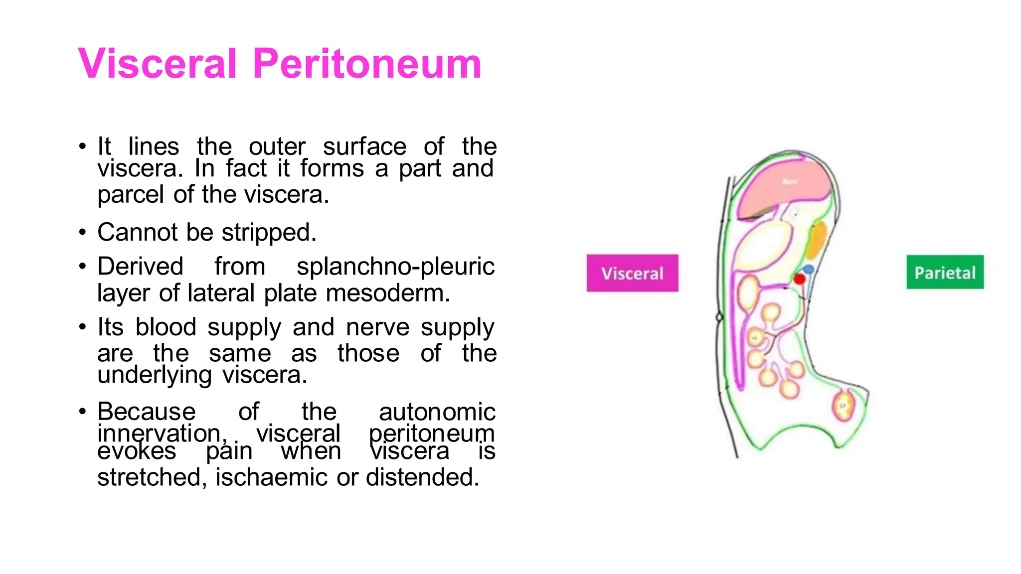 Peritoneum_structure and function_ Anatomy | PPTX