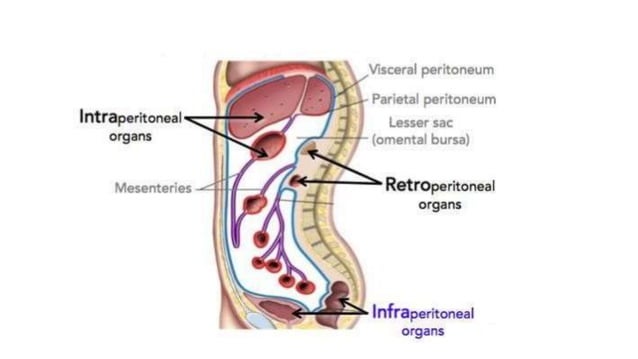 Peritoneum_structure and function_ Anatomy | PPTX