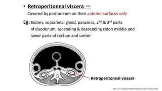 Peritoneum_structure and function_ Anatomy | PPTX