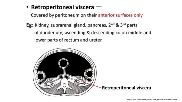 Peritoneum_structure and function_ Anatomy | PPTX