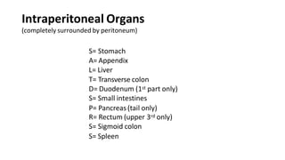 Peritoneum_structure and function_ Anatomy | PPTX