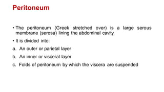 Peritoneum_structure and function_ Anatomy | PPTX