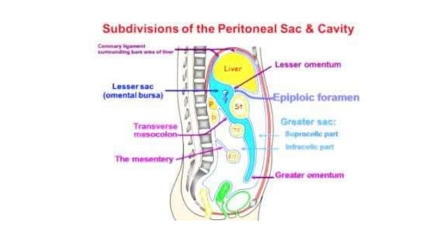 Peritoneum_structure and function_ Anatomy | PPTX