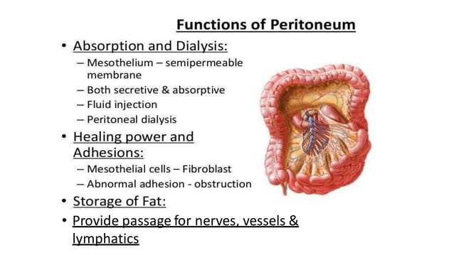 Peritoneum_structure and function_ Anatomy | PPTX