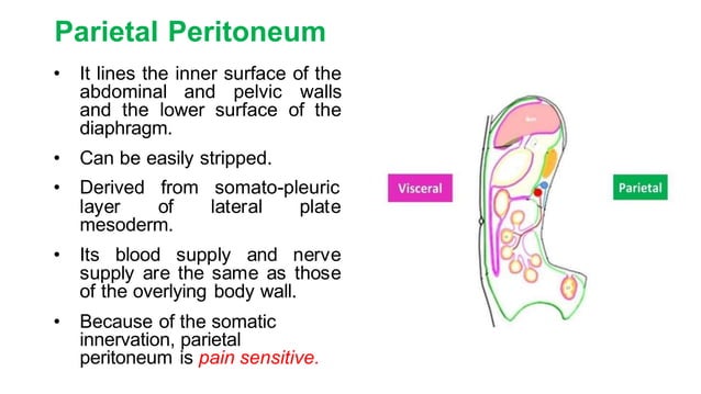 Peritoneum_structure and function_ Anatomy | PPTX