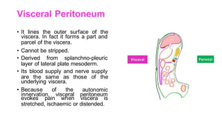 Peritoneum_structure and function_ Anatomy | PPTX