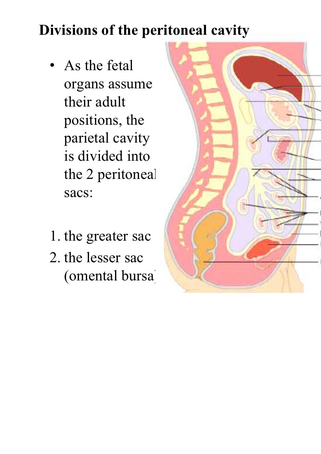 Peritoneum and peritoneal cavity