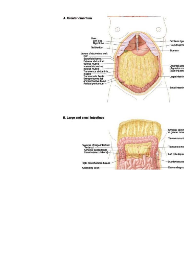Peritoneum and peritoneal cavity