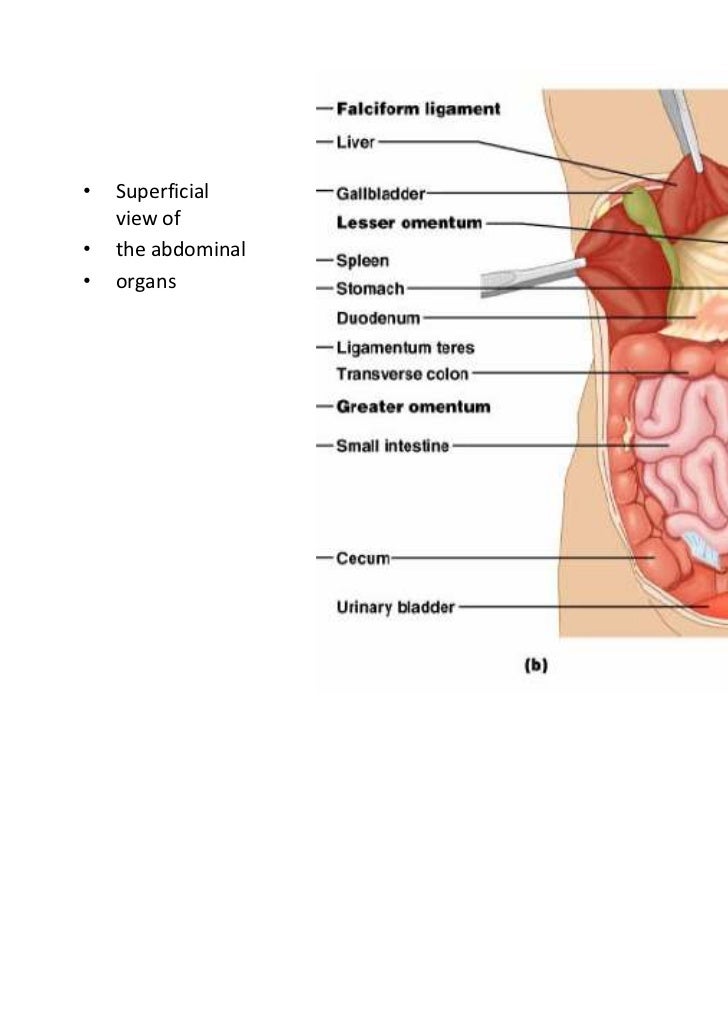 Peritoneum and peritoneal cavity