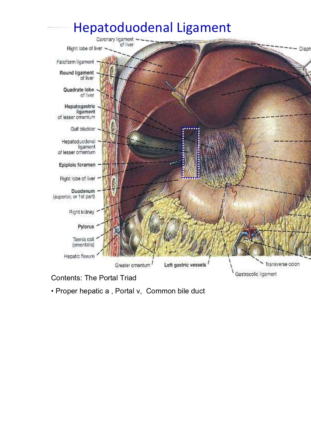 Peritoneum and peritoneal cavity
