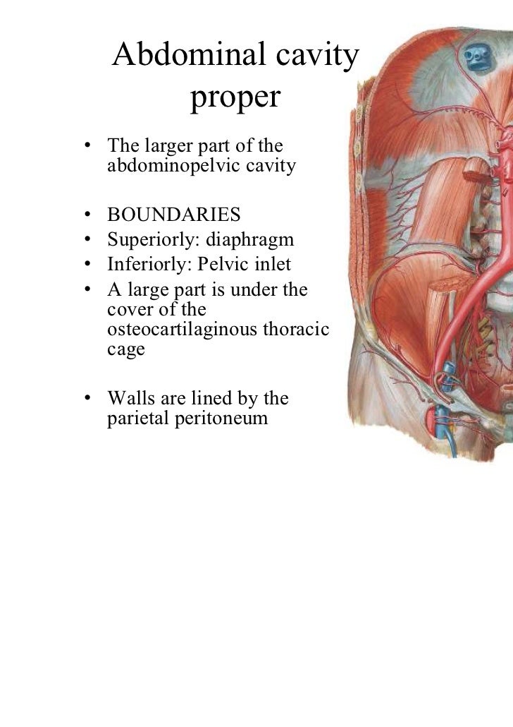 Peritoneum and peritoneal cavity