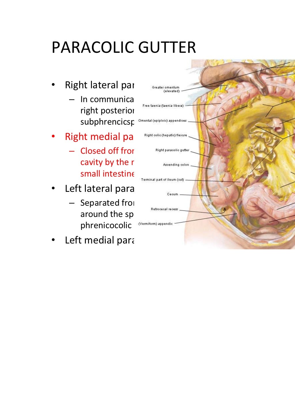 Peritoneum and peritoneal cavity