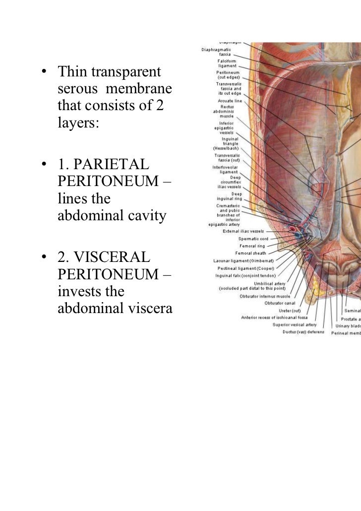 Peritoneum and peritoneal cavity