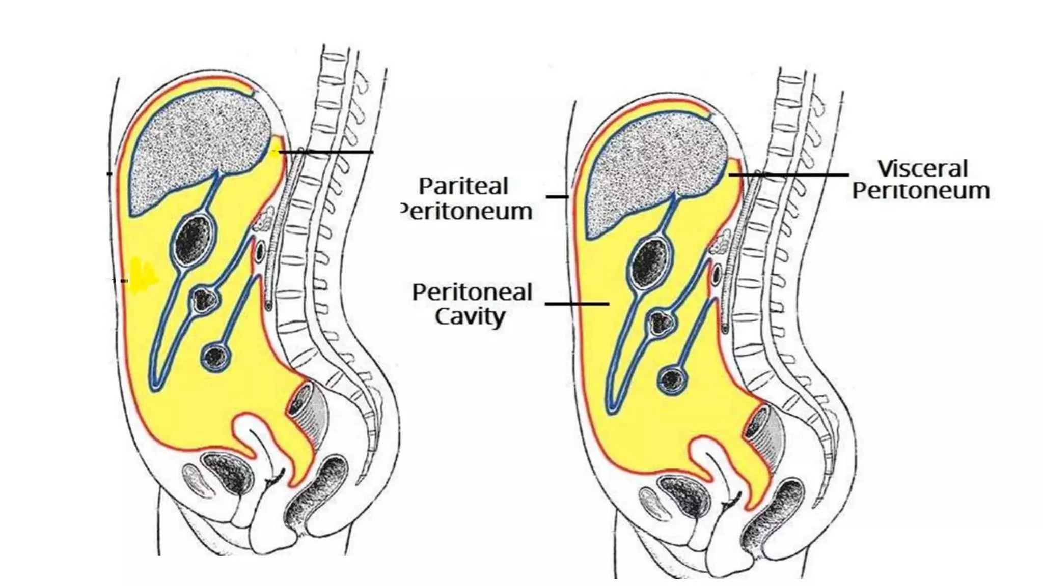 Peritoneum & cavities | PDF