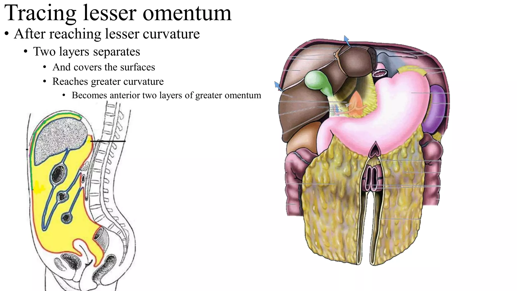 Peritoneum & cavities | PDF