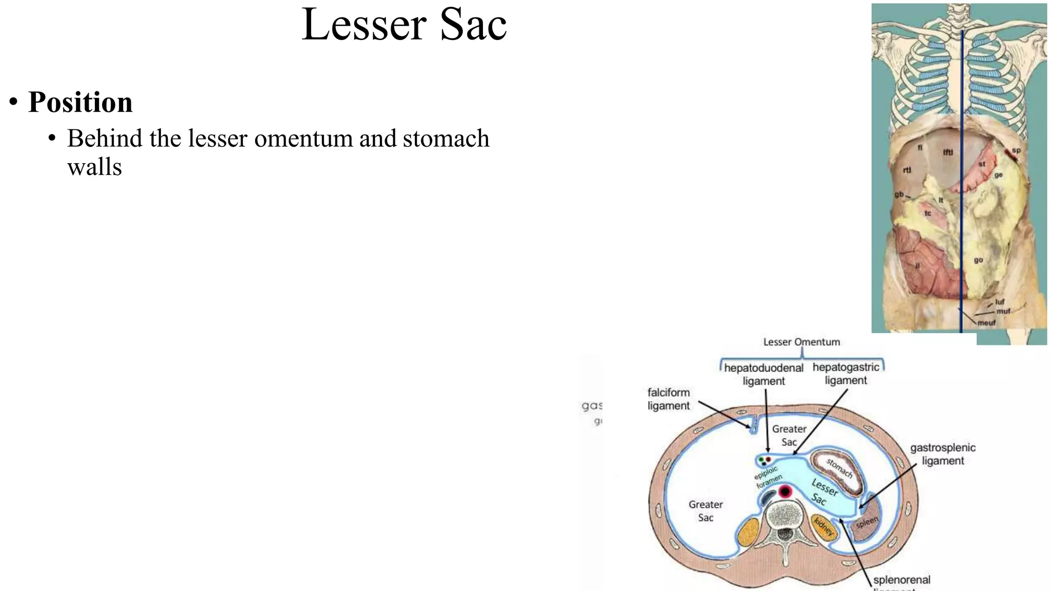Peritoneum & cavities | PDF
