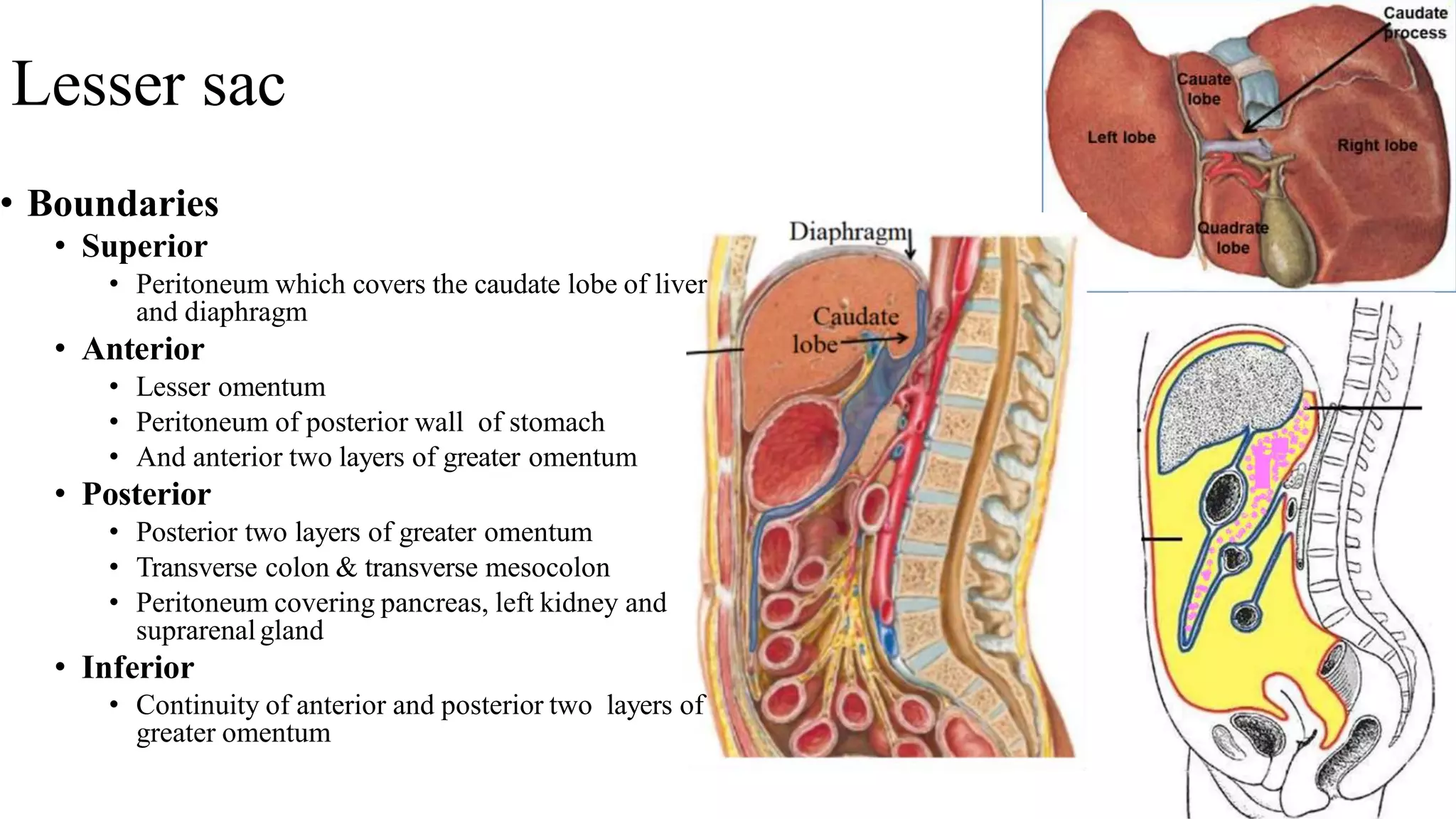 Peritoneum & cavities | PDF