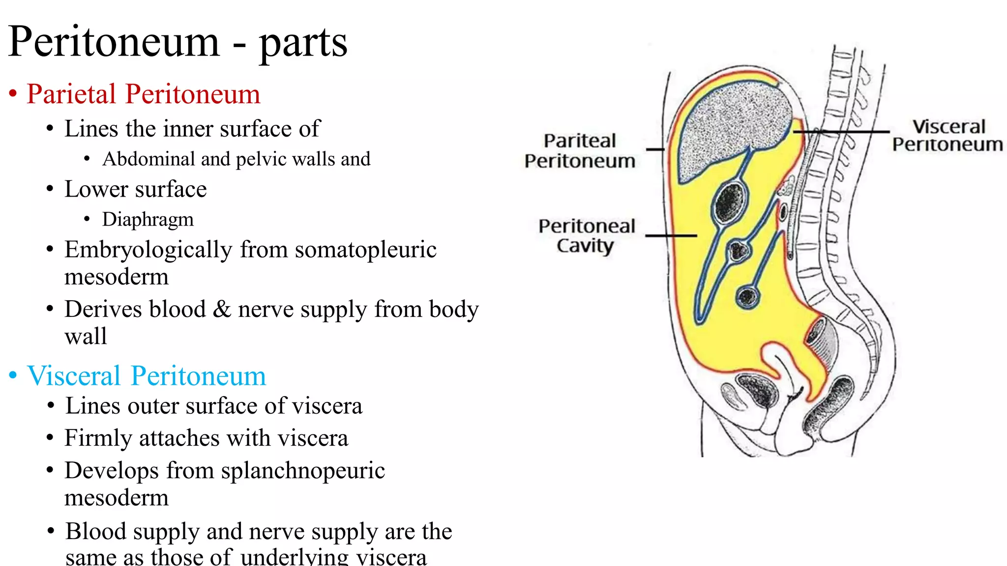 Peritoneum & cavities | PDF