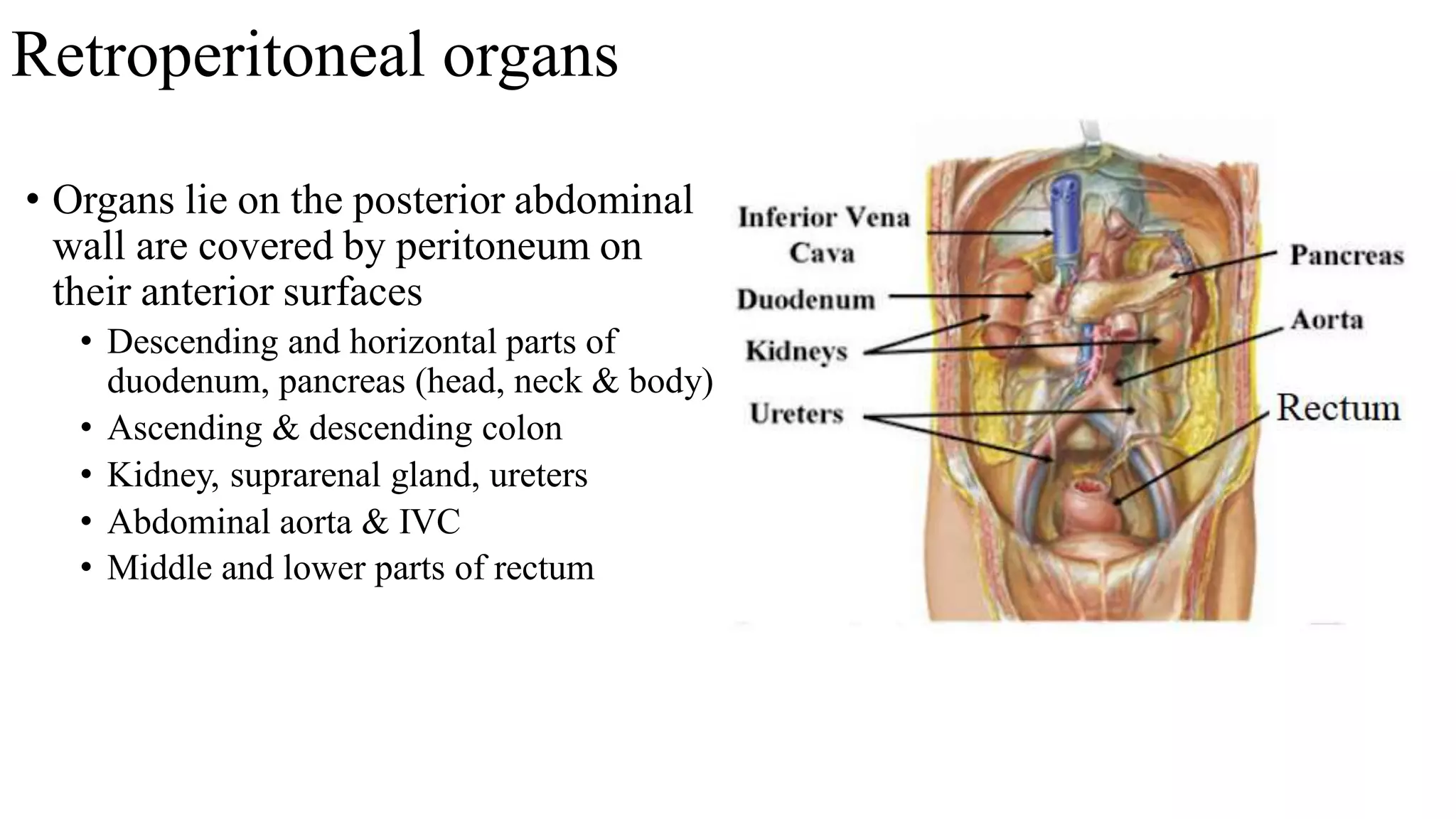 Peritoneum & cavities | PDF