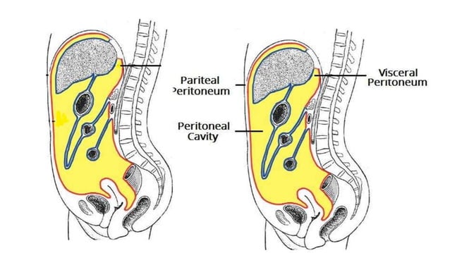 Peritoneum & cavities | PDF