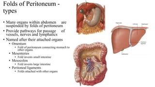 Peritoneum & cavities | PDF
