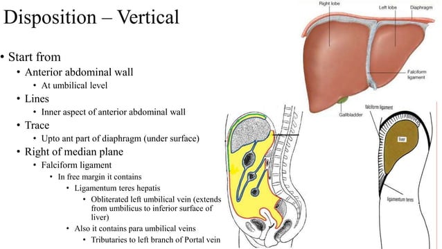 Peritoneum & cavities | PDF