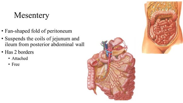 Peritoneum & cavities | PDF