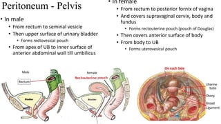 Peritoneum & cavities | PDF