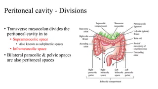 Peritoneum & cavities | PDF