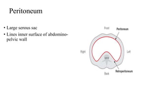 Peritoneum & cavities | PDF